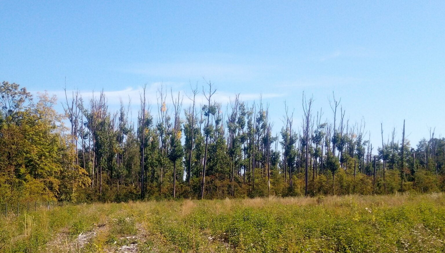 WaldProjekte | Stiftung Wald für Sachsen