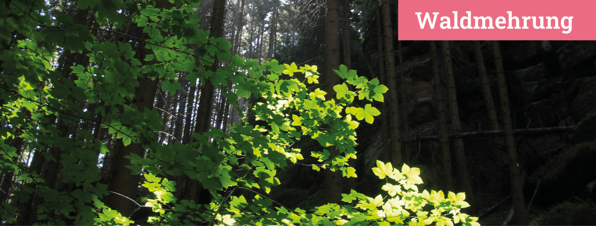 WaldProjekte | Stiftung Wald für Sachsen