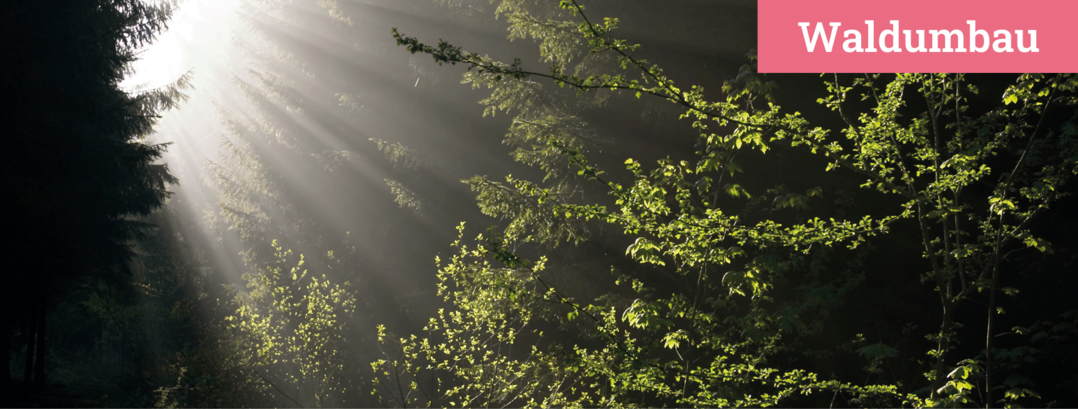 WaldProjekte | Stiftung Wald für Sachsen